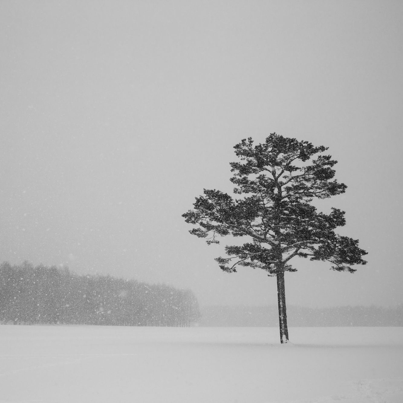 ERIC POLLARD'S DRAWN FROM HERE – Forecast Ski